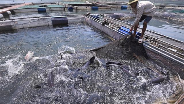 Seafood Media Group - Worldnews - Vietcombank launches credit program in the field of fishery ...